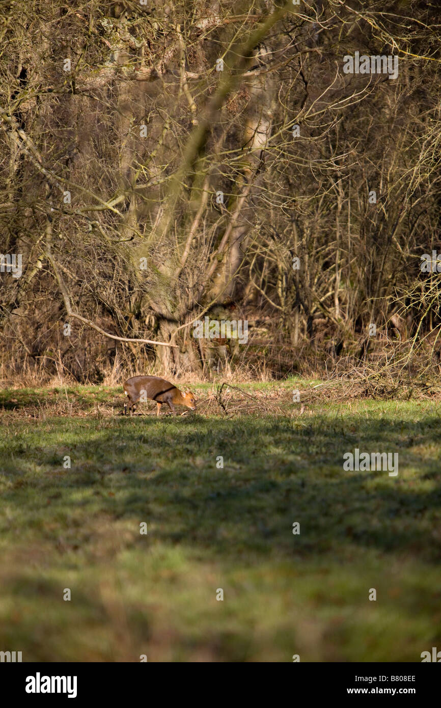 Deer: muntjac Muntiacus reevesi framed by pine tree portrait Stock ...