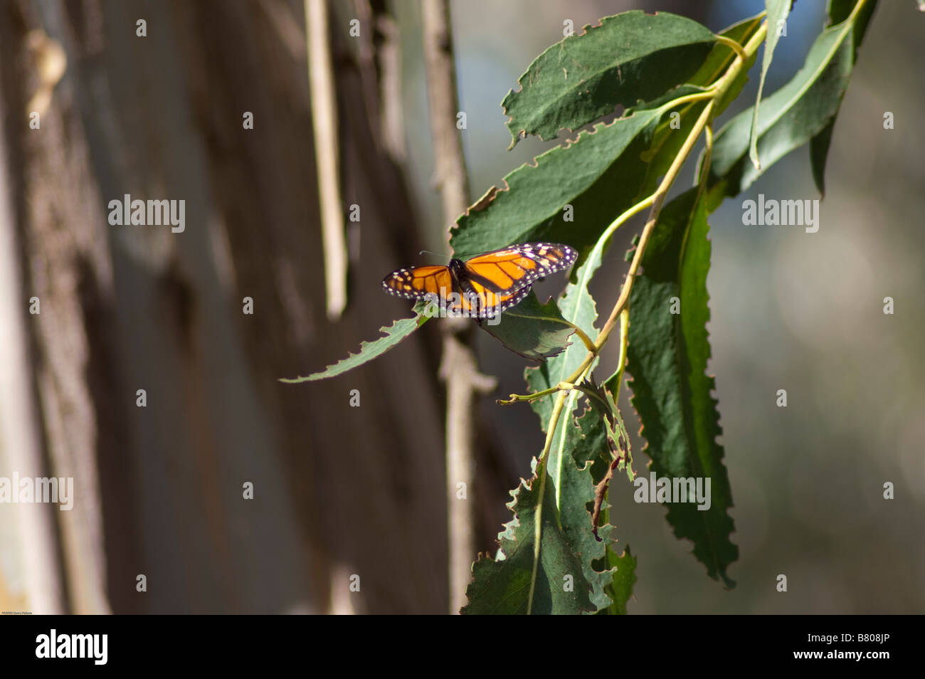 Monarch wildlife image hi-res stock photography and images - Alamy