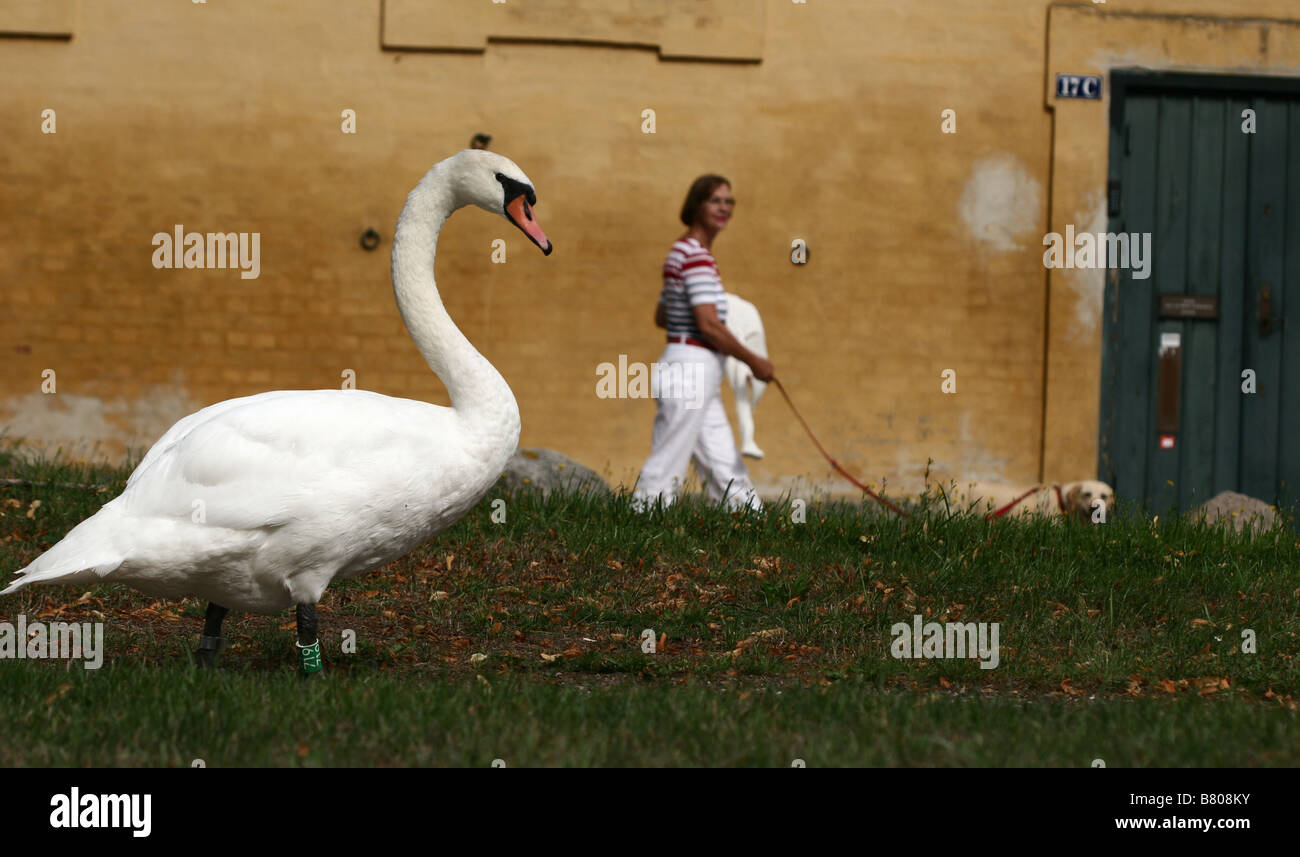 Swan in a village street in Denmark Stock Photo - Alamy