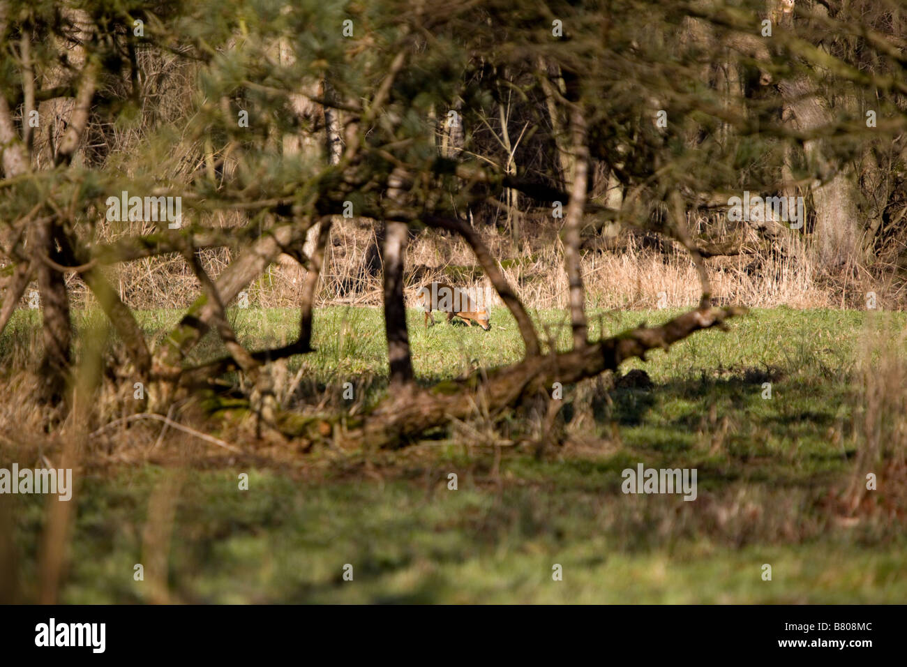Deer: muntjac Muntiacus reevesi framed by pine tree landscape Stock ...