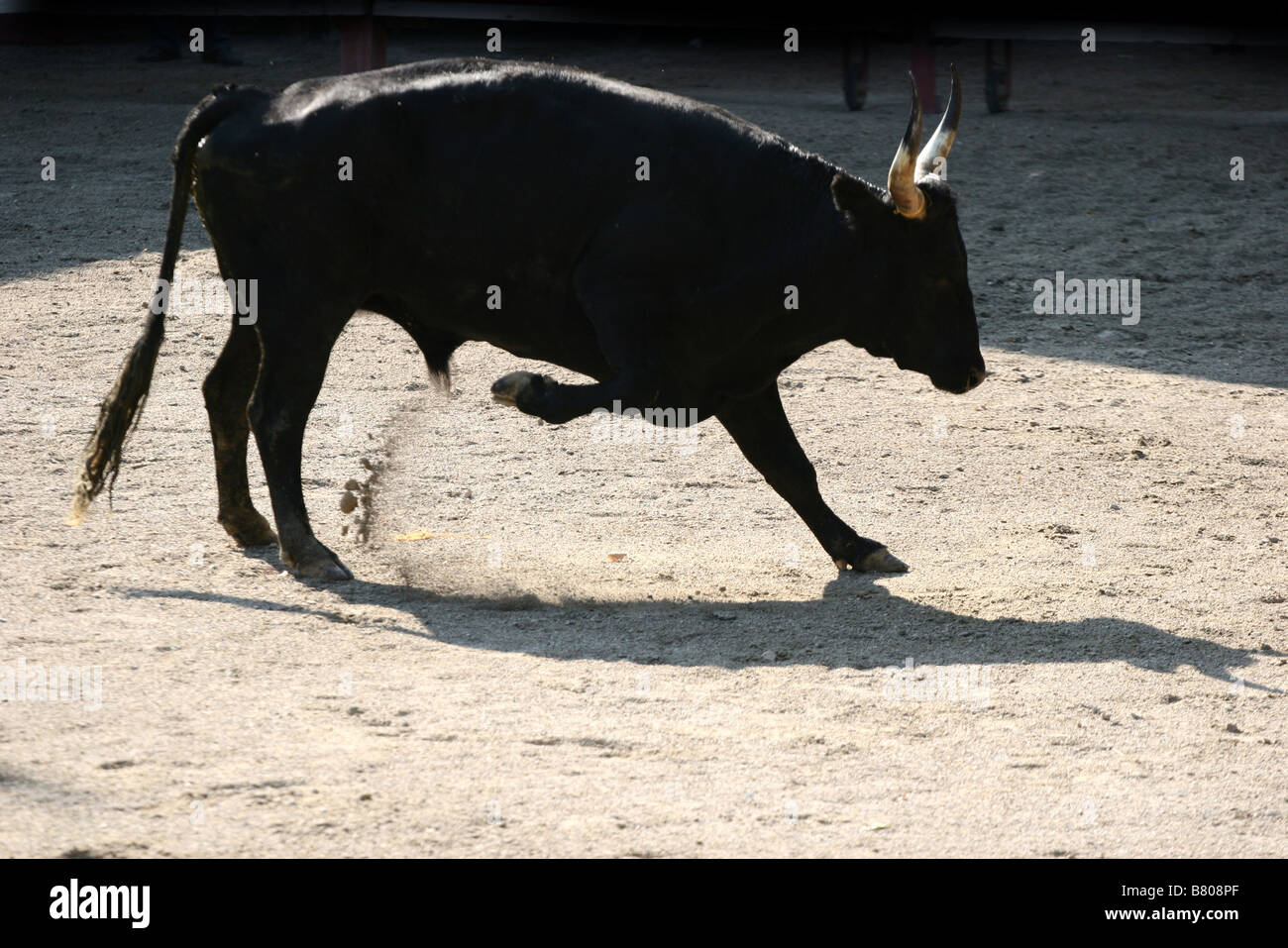 playing with the bull in a small village (aigues vives- department of ...