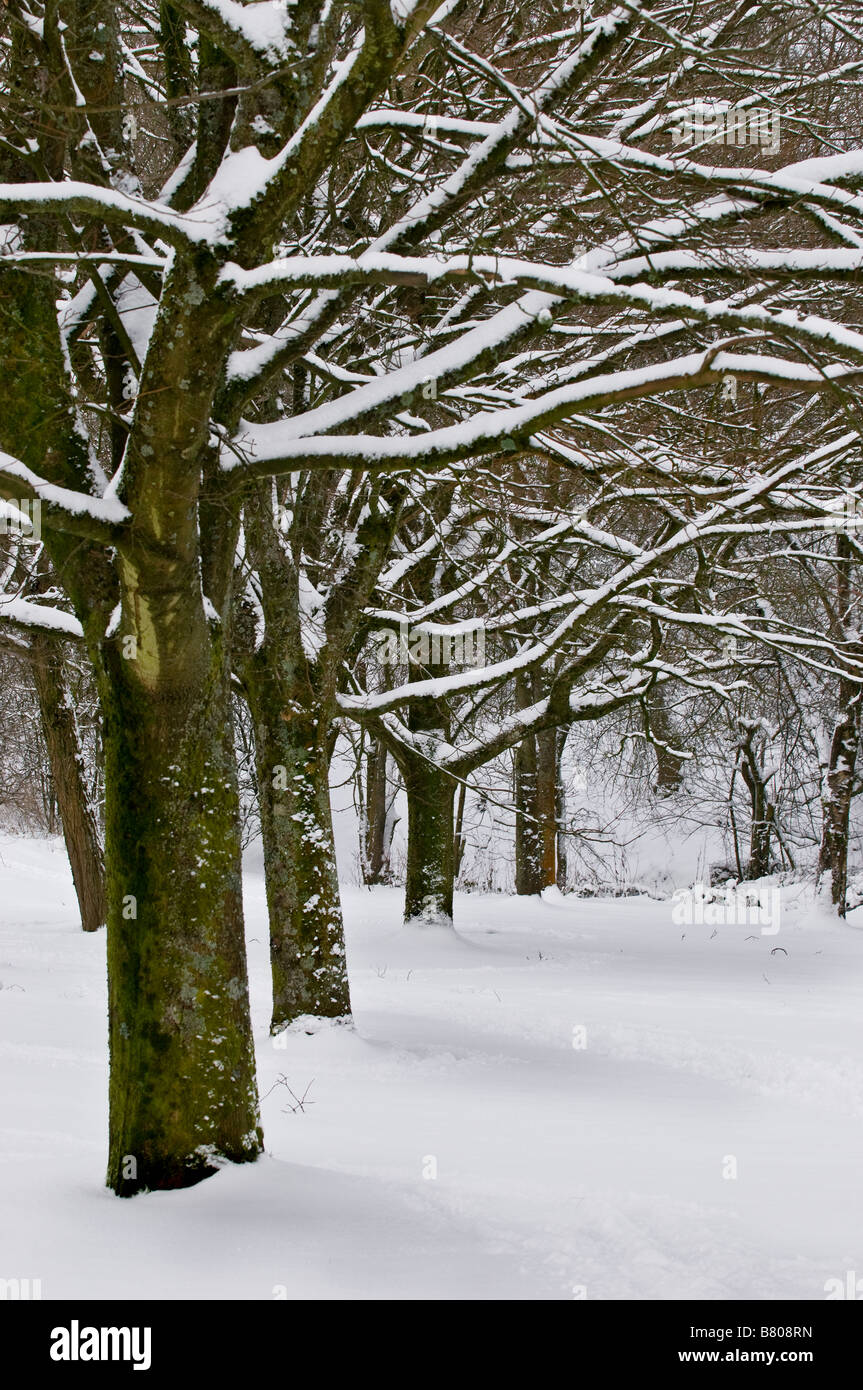 Trees in winter Stock Photo - Alamy