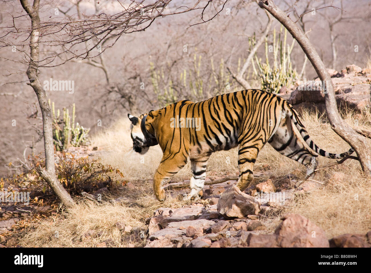 Non - Captive Bengal Tiger (Panthera Tigris Tigris) Walking Into the ...