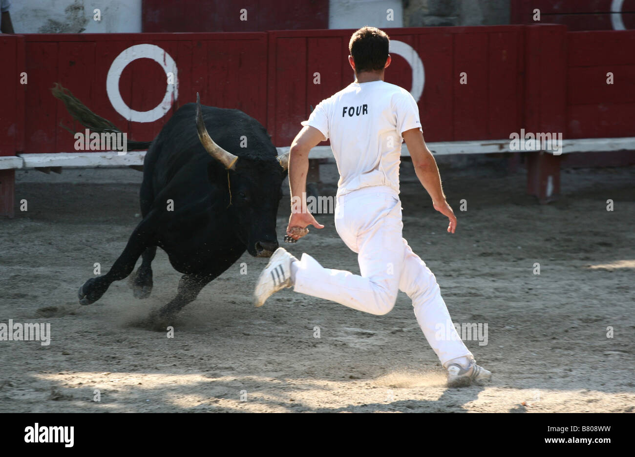 playing with the bull in a small village (aigues vives- department of ...