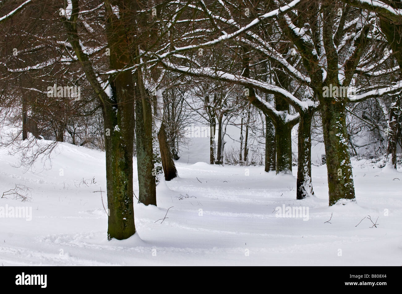 Trees in winter Stock Photo - Alamy