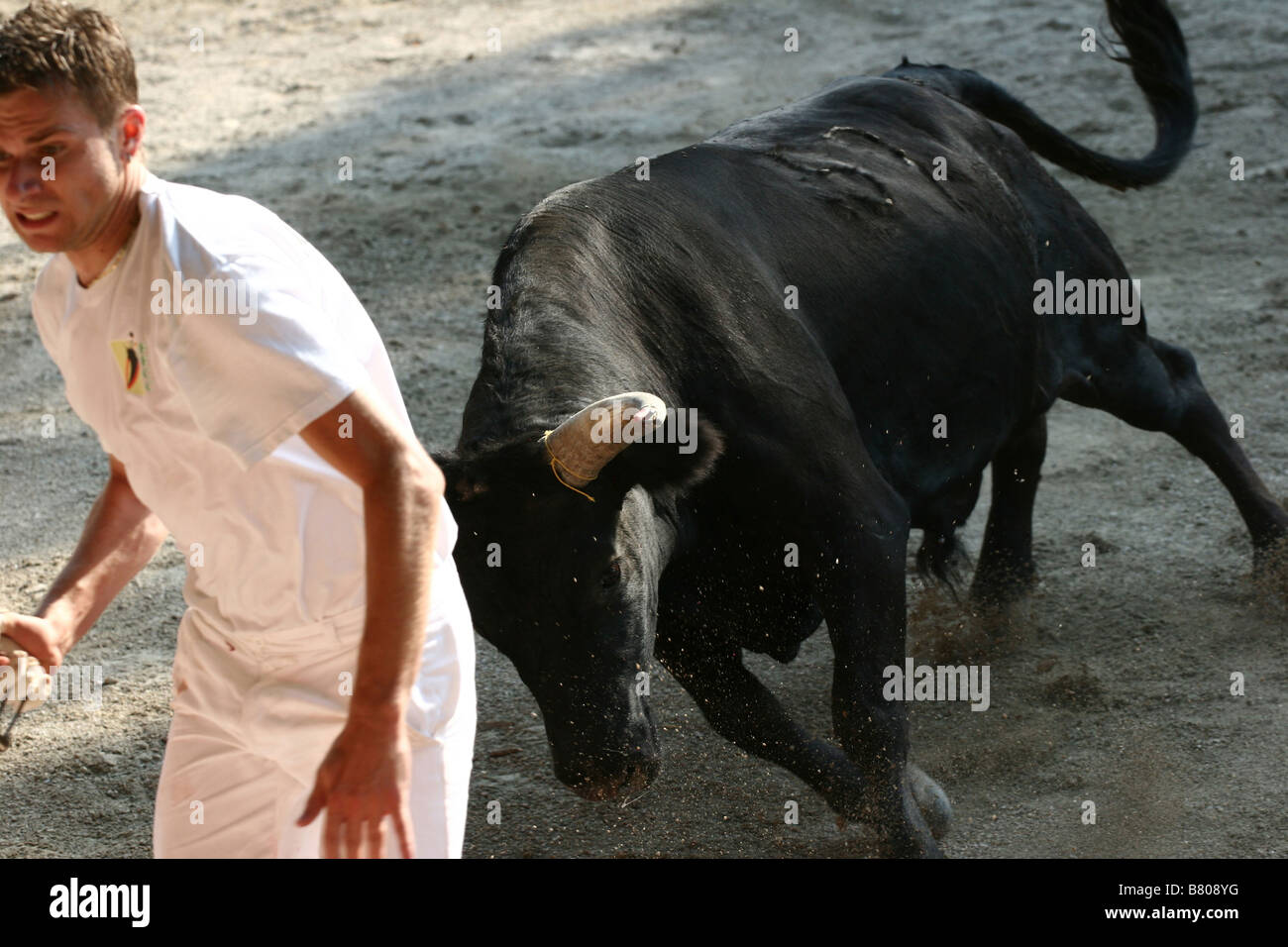 playing with the bull in a small village (aigues vives- department of ...