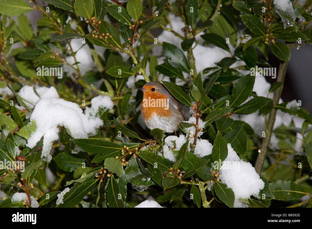 Robin redbreast Erithacus rubecula close up green bush with snow UK ...