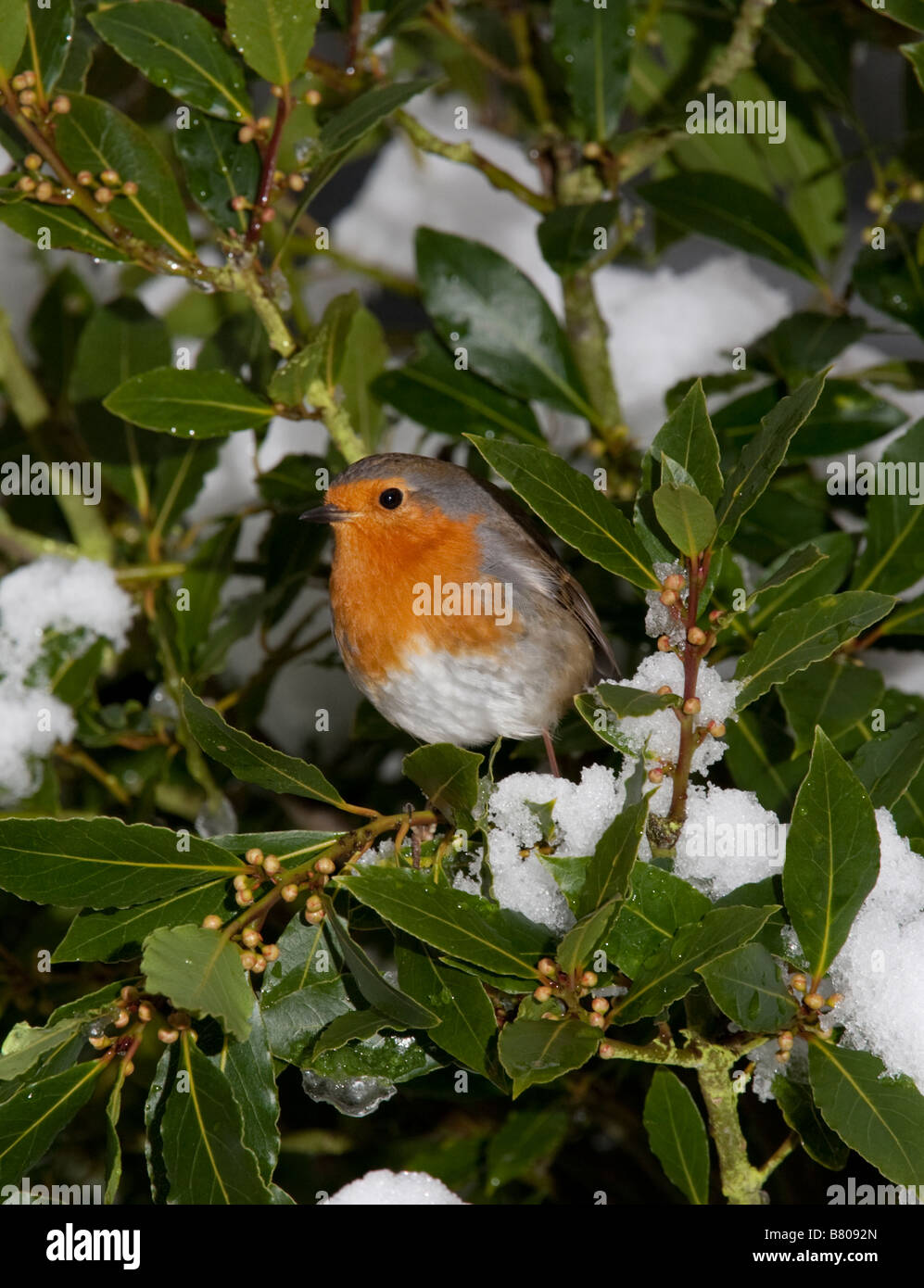 Redbreast uk hi-res stock photography and images - Alamy