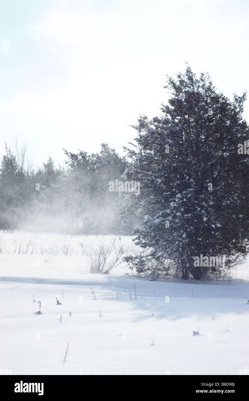 Winter snow blowing through off a wild pine tree in an open field Stock ...