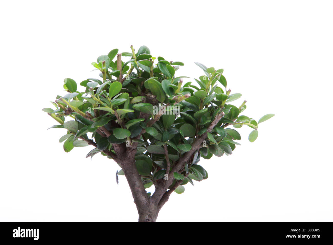 Bonsai tree japan Cut Out Stock Images & Pictures - Alamy