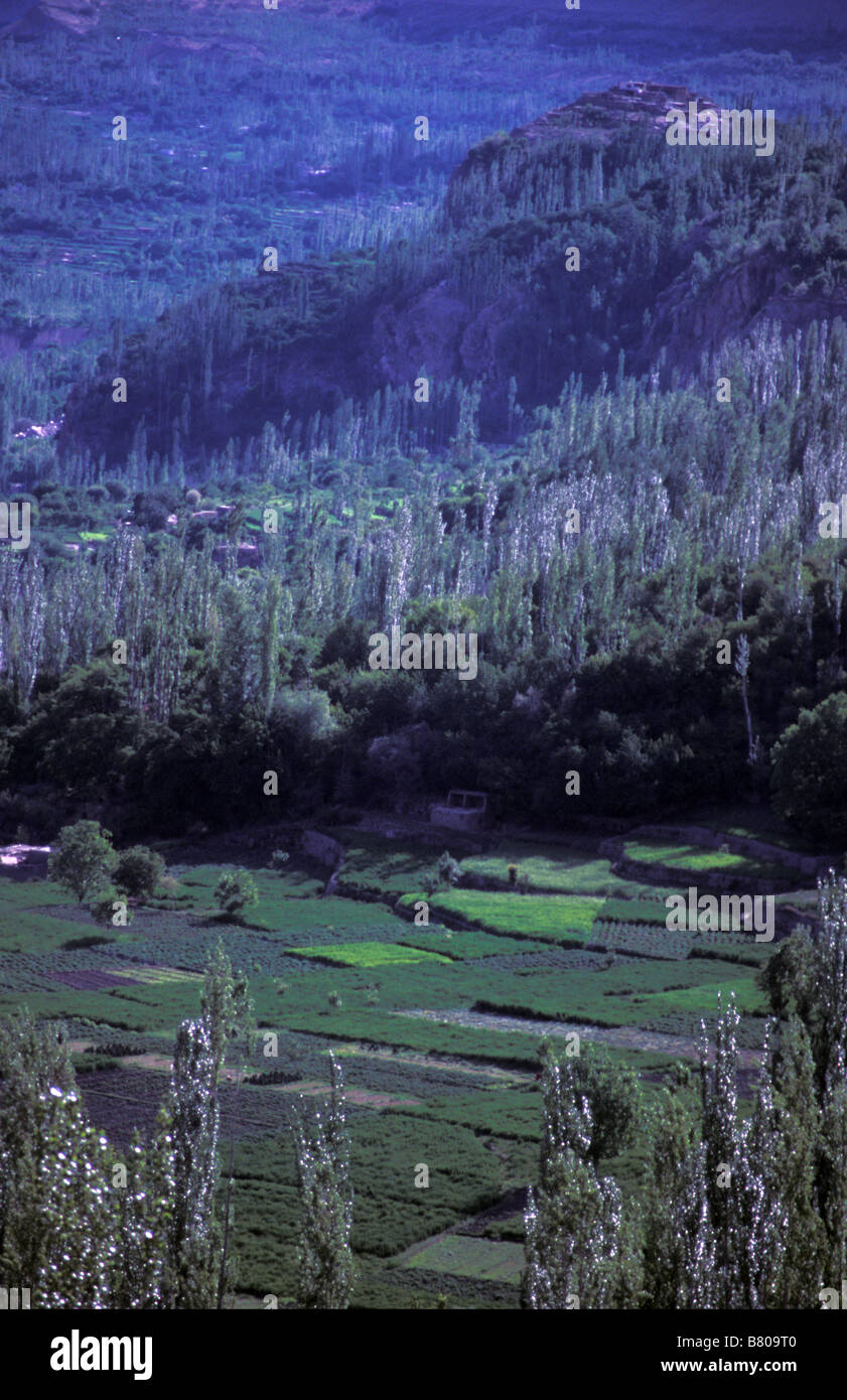 terraced fields and poplar trees in steep valley near Karakoram Highway ...