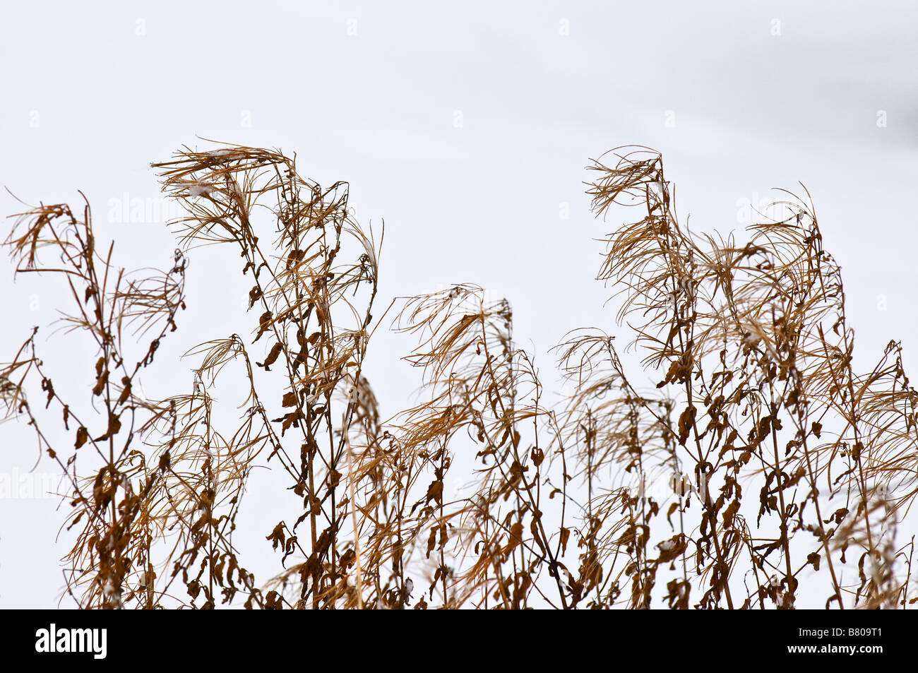 Dead Plant Stalks High Resolution Stock Photography and Images - Alamy