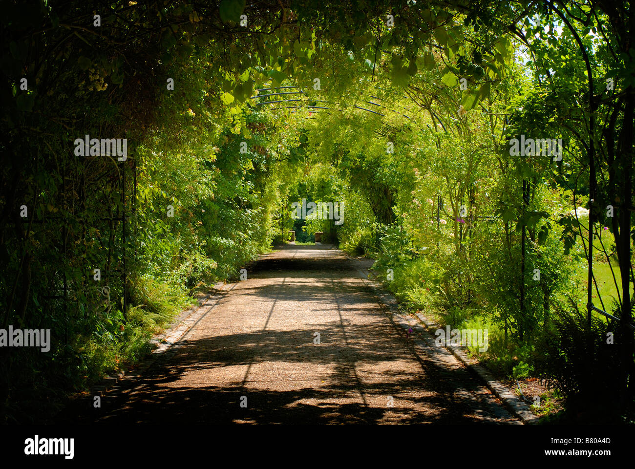Alley tree hi-res stock photography and images - Alamy