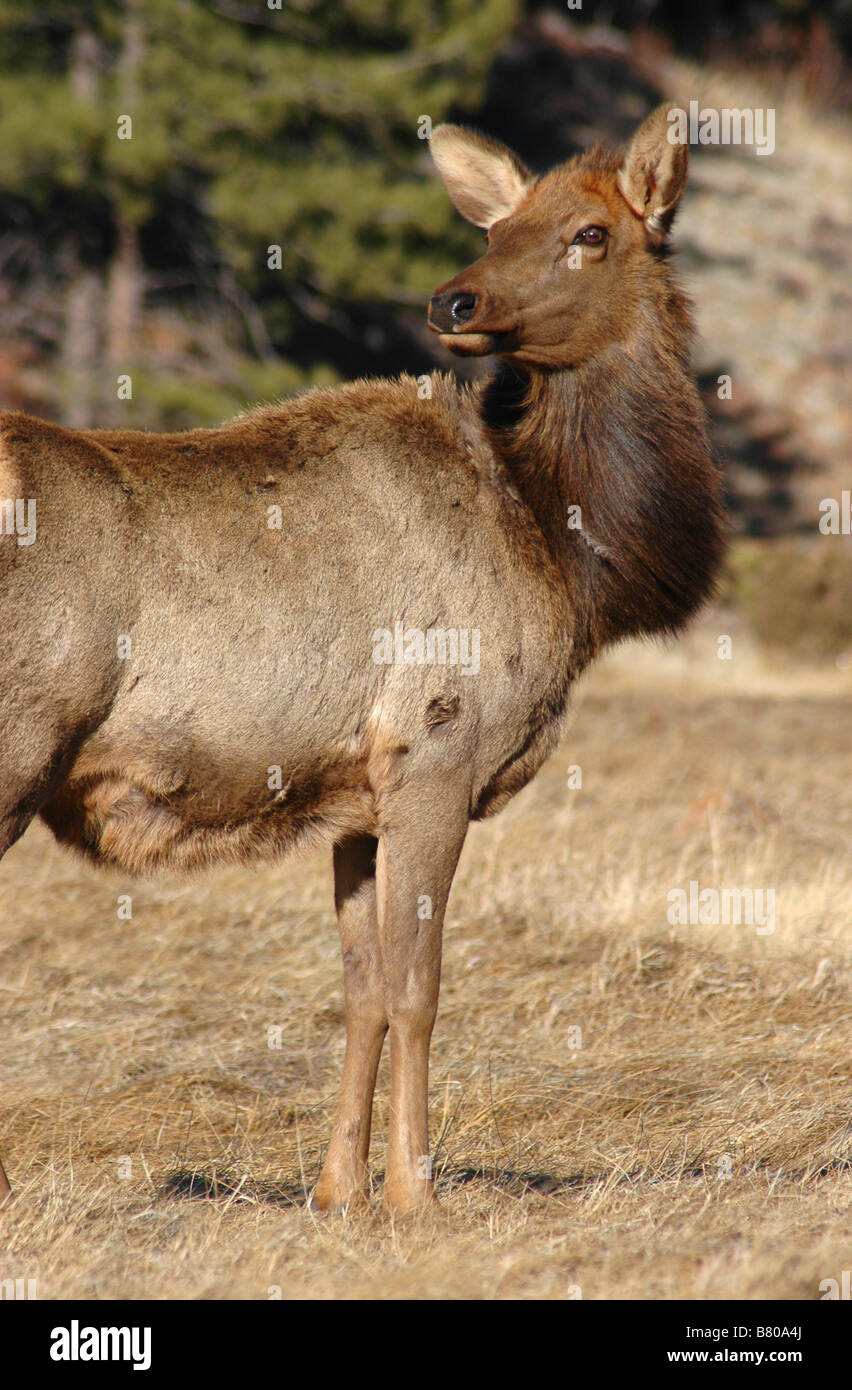 A cow elk in Colorado Stock Photo - Alamy