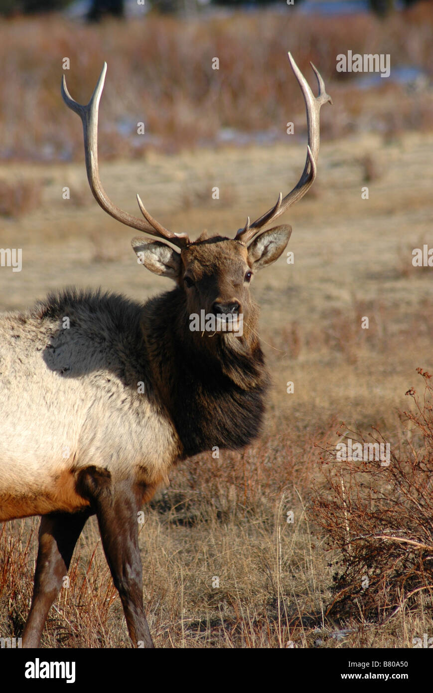Buck mountains hi-res stock photography and images - Alamy