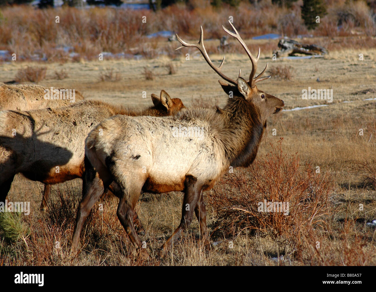 Three elk in the Rocky Mountains, Colorado Stock Photo - Alamy