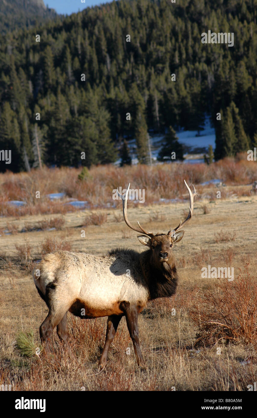Buck and elk hi-res stock photography and images - Alamy