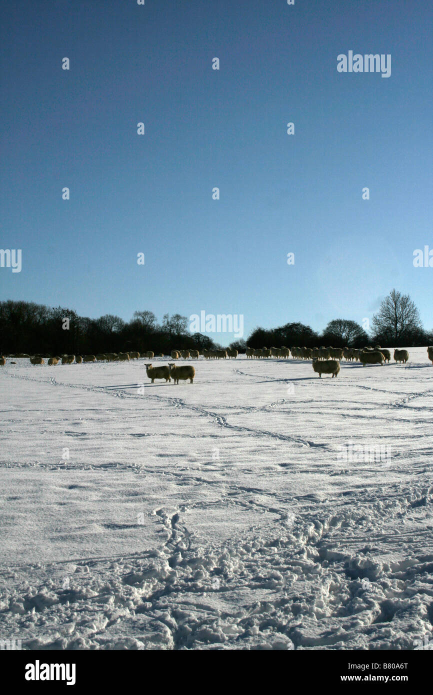 Sheep tracks hi-res stock photography and images - Alamy