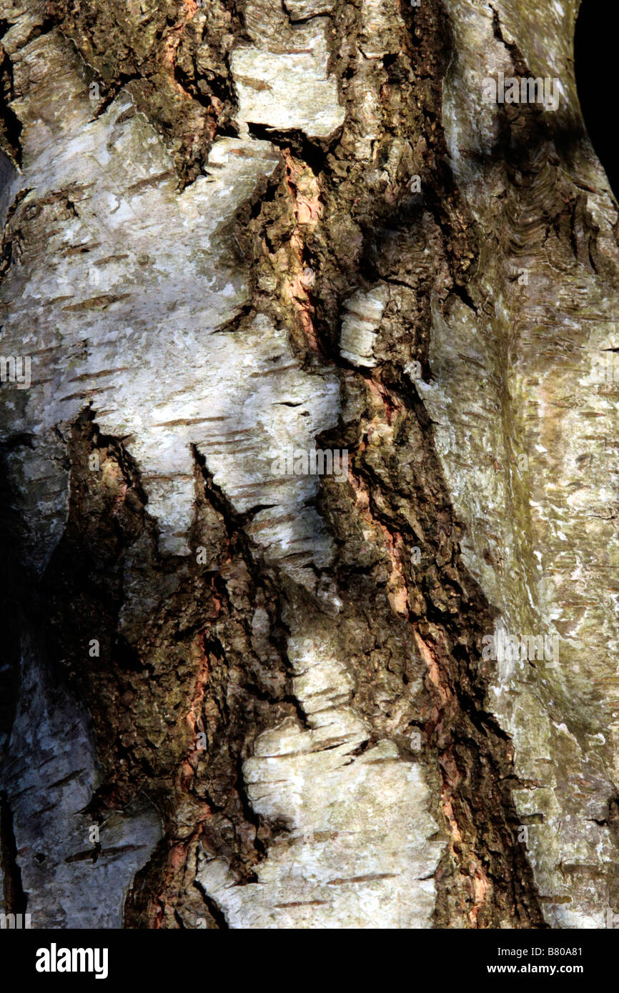 Silver Birch tree bark (Betula pendula Stock Photo - Alamy