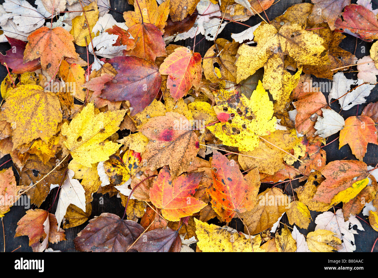 Bright colorful Autumn leaves on nature trail in Crooked River State ...