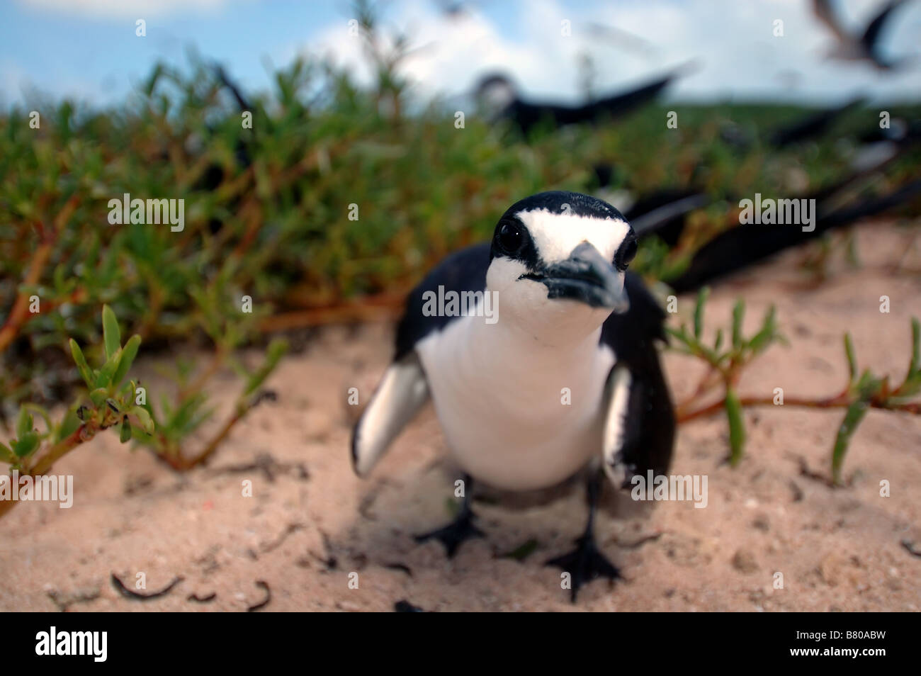 Sooty tern (Sterna fuscata), Michaelmas Cay National Park, Great ...
