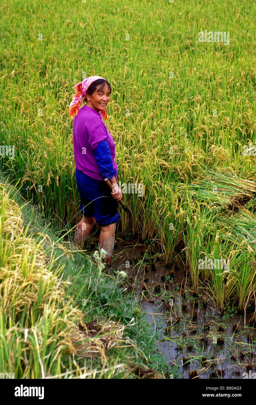 China rice paddy laborers hi-res stock photography and images - Alamy