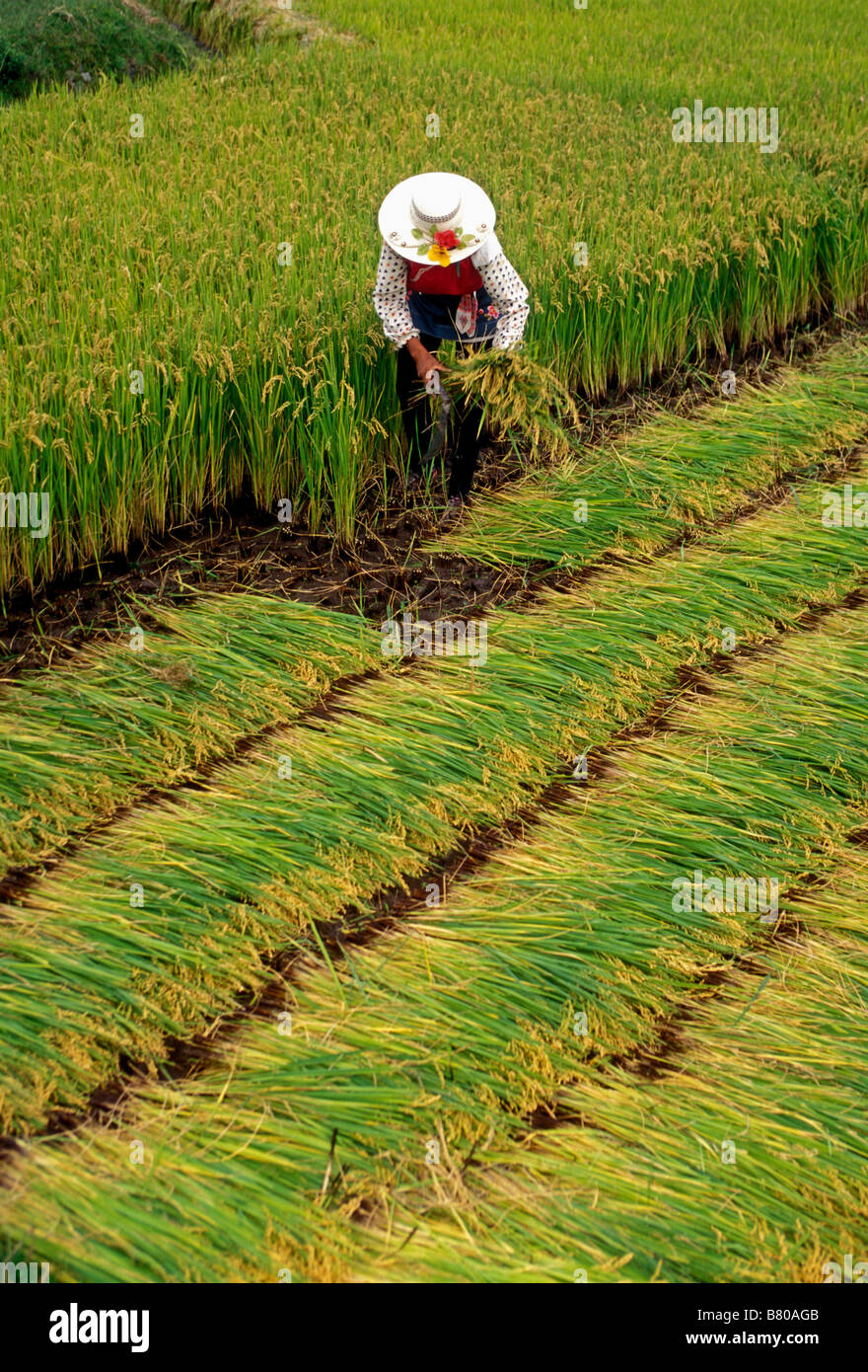 1, one, Bai people, ethnic minority, adult woman, harvesting rice, rice ...