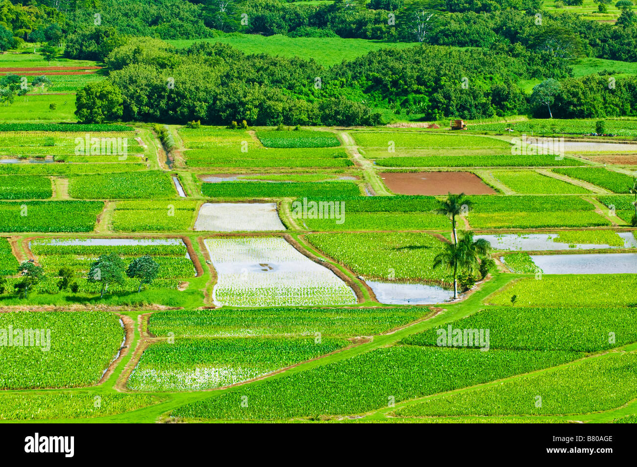 Taro fields in Hanalei Valley Island of Kauai Hawaii Stock Photo - Alamy