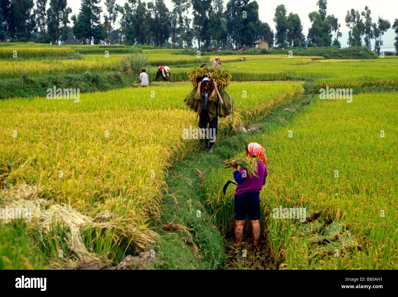 Bai people, ethnic minority, adult man, adult women, harvesting rice ...