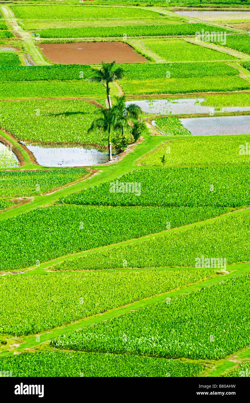 Taro fields in Hanalei Valley Island of Kauai Hawaii Stock Photo - Alamy