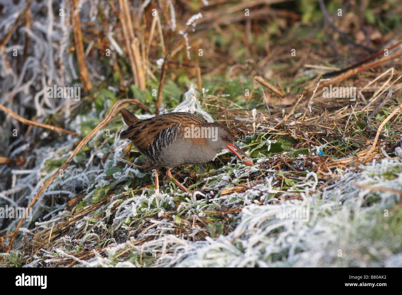 Heavy beak hi-res stock photography and images - Alamy