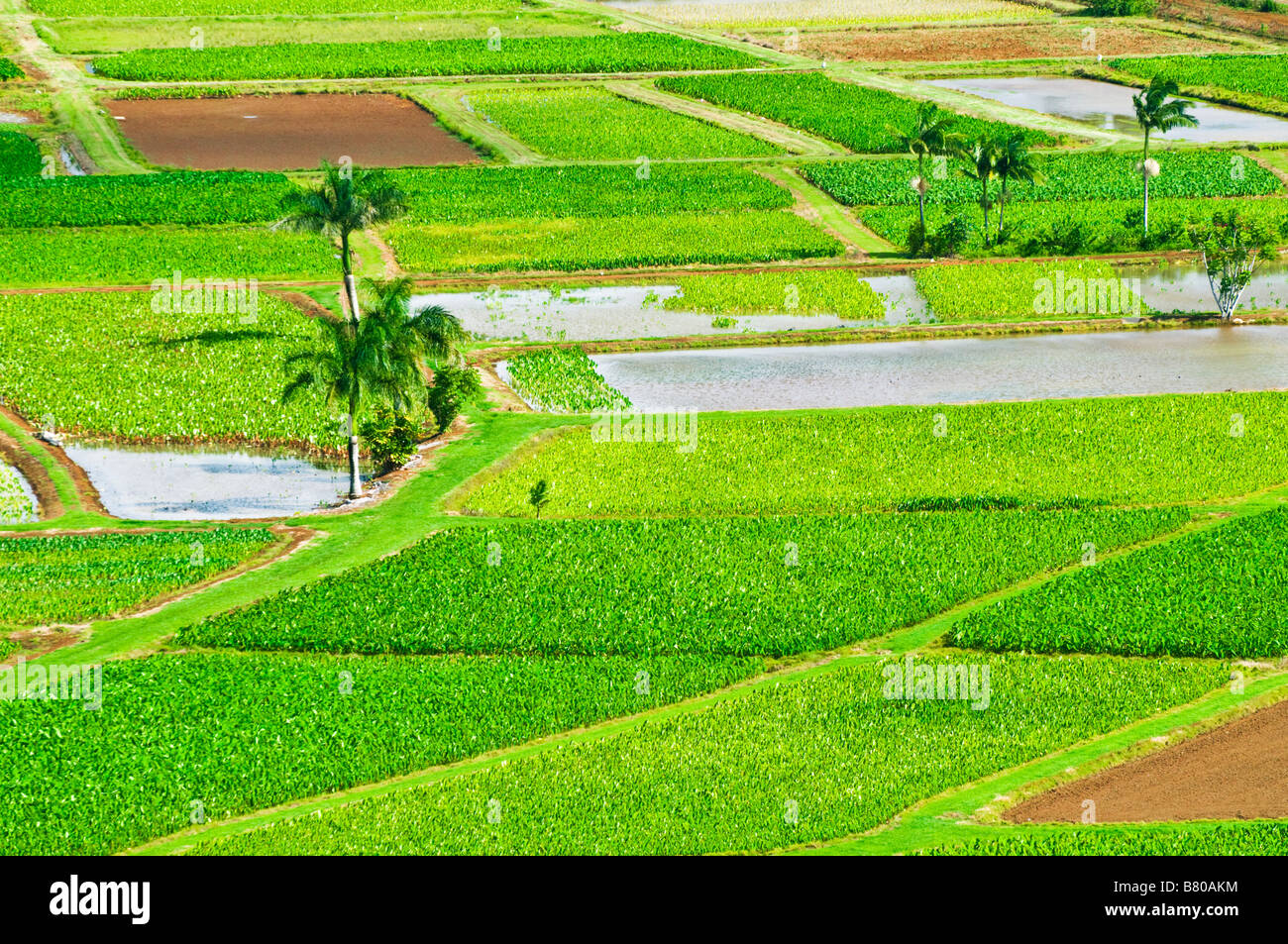 Poi hawaii hi-res stock photography and images - Alamy
