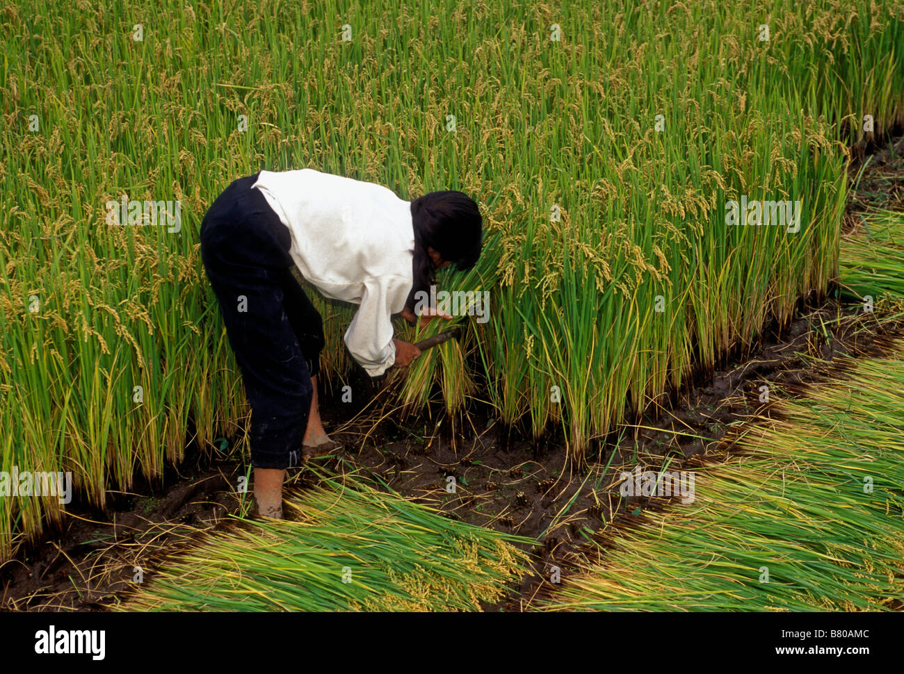 China rice paddy laborers hi-res stock photography and images - Alamy