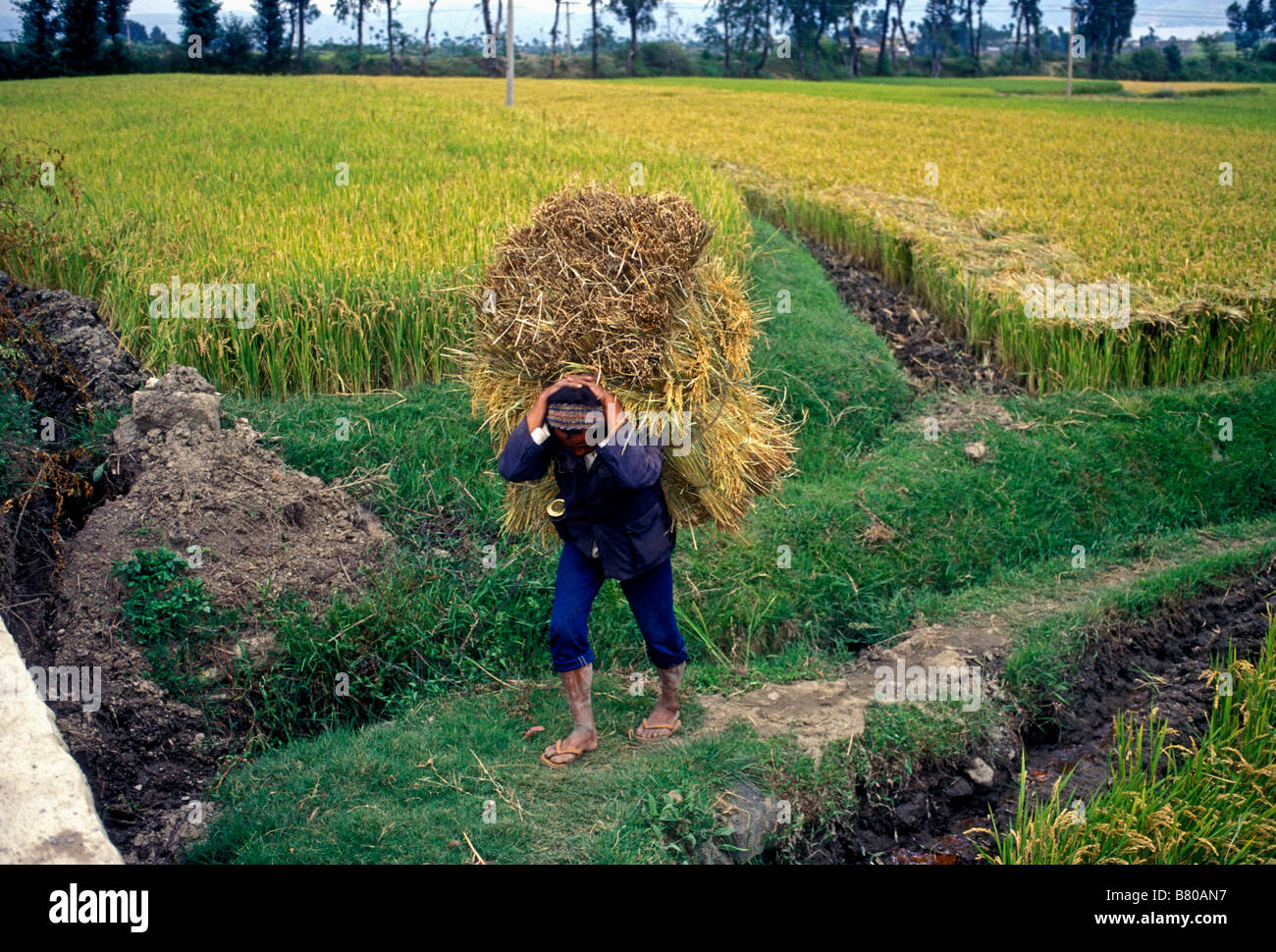 1, one, Bai people, ethnic minority, adult man, harvesting rice, rice ...