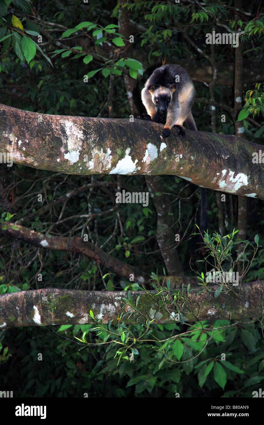 Lumholtz's tree kangaroo (Dendrolagus lumholtzi) in the rainforest ...
