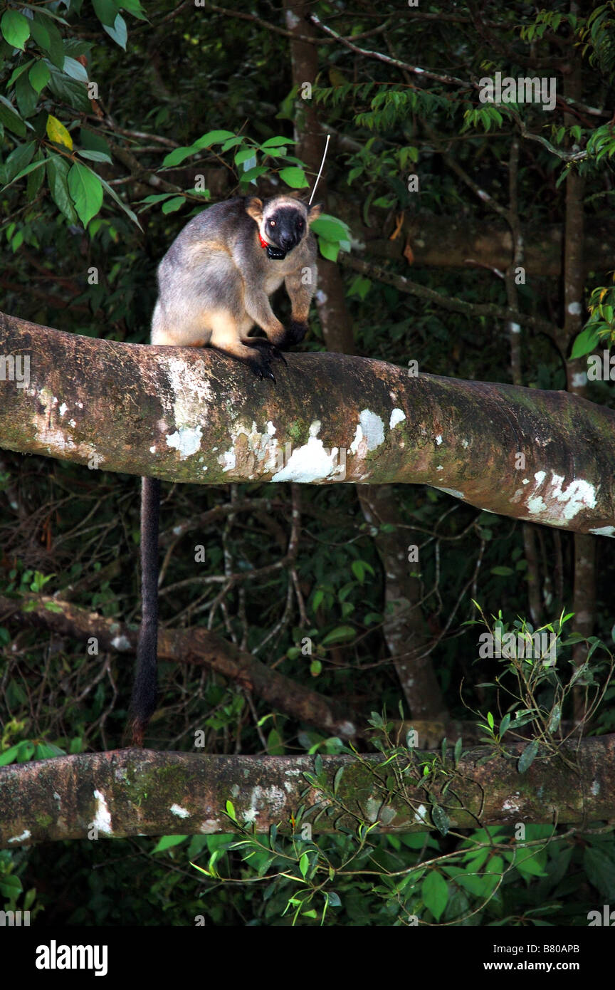 Wildlife radio telemetry hi-res stock photography and images - Alamy