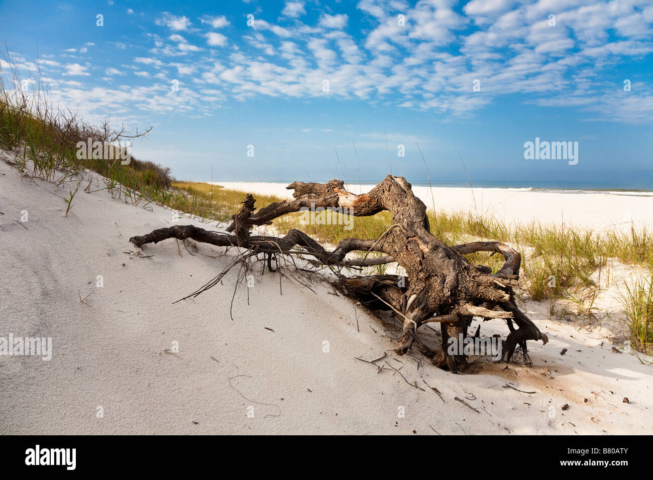 Florida beach sand dunes grass hi-res stock photography and images - Alamy