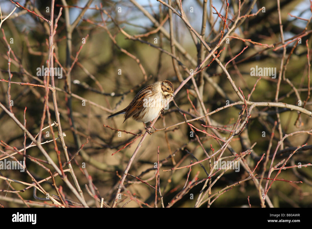 Female reed bunting in bush looking down Stock Photo - Alamy