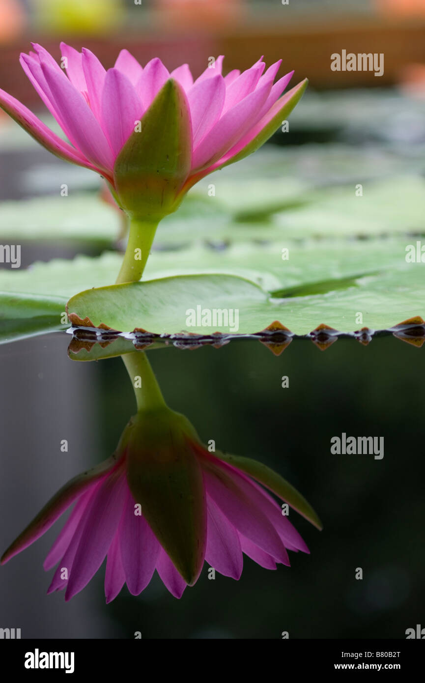 Beautiful Purple Water Lily with a Perfect Reflection Stock Photo - Alamy