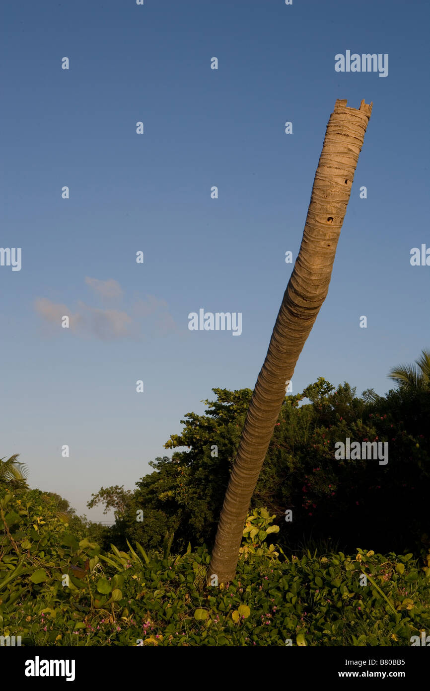 Around dead palm trees hi-res stock photography and images - Alamy