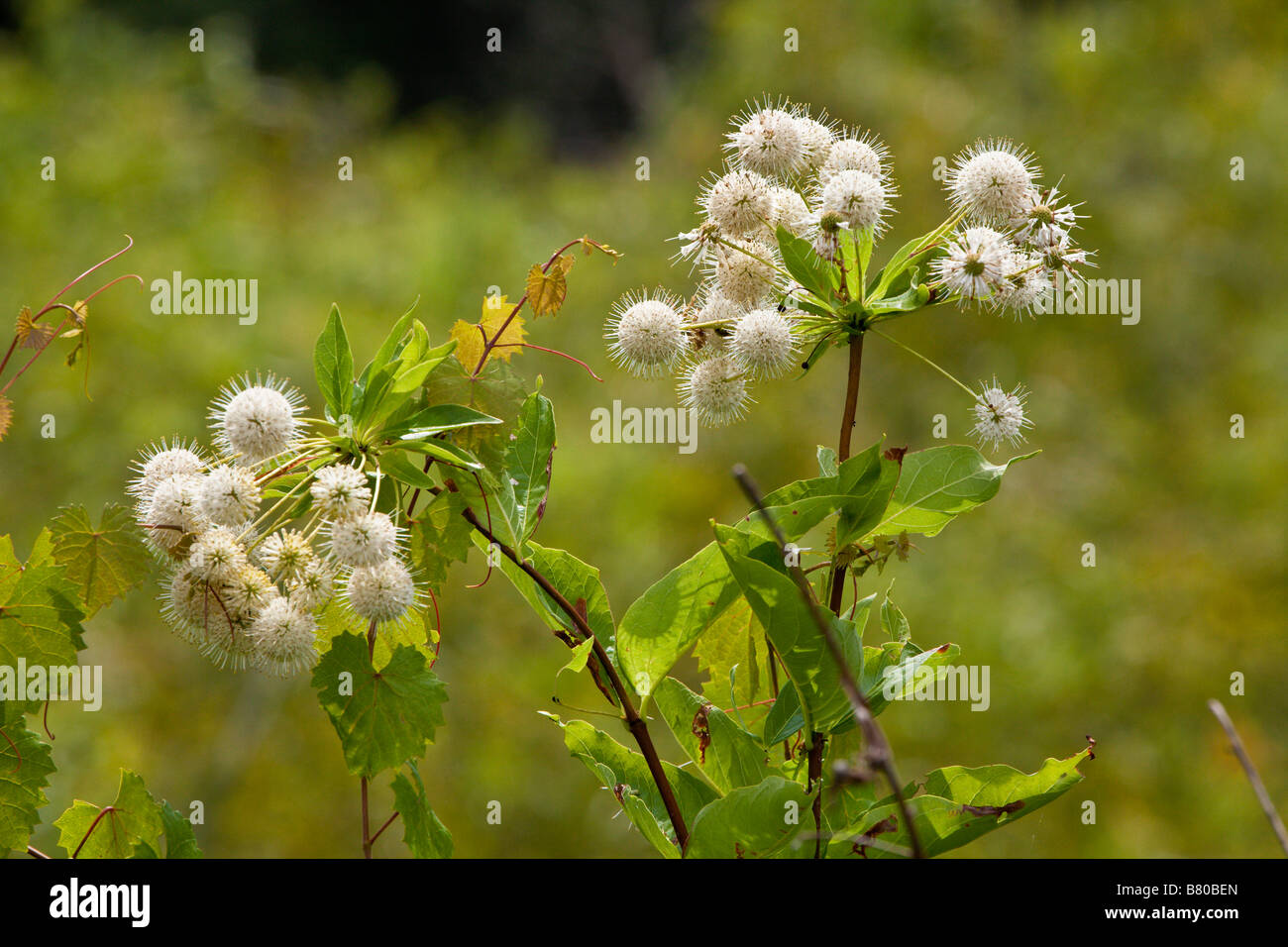 Buttonbush plant in bloom at Emeralda Marsh in Central Florida, USA ...