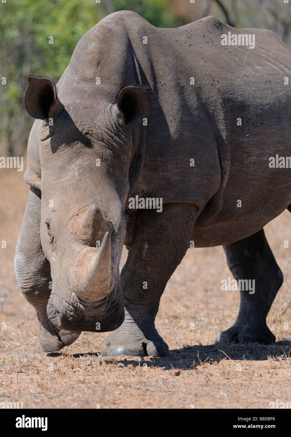 Rhino charge hi-res stock photography and images - Alamy