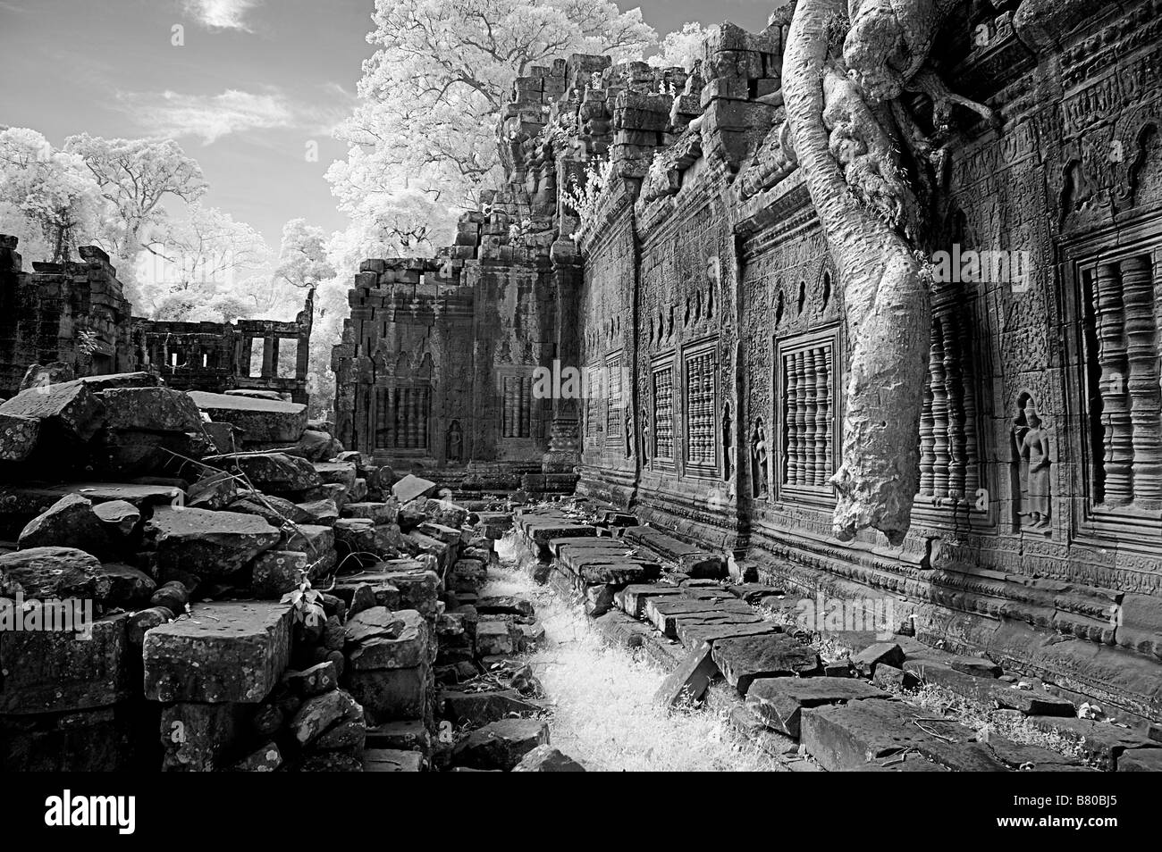 Red cotton tree Black and White Stock Photos & Images - Alamy