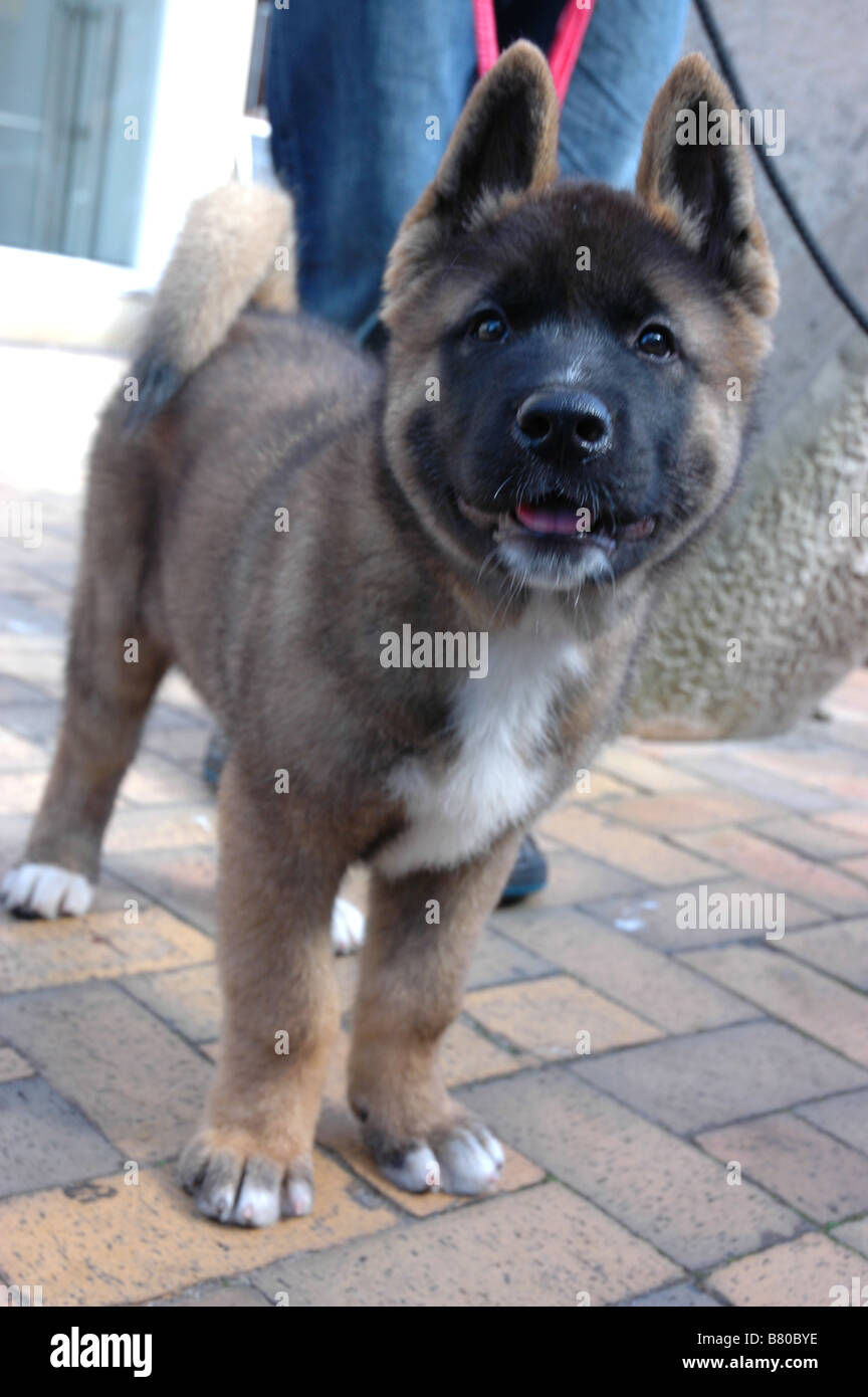 An akita puppy on the street Stock Photo - Alamy