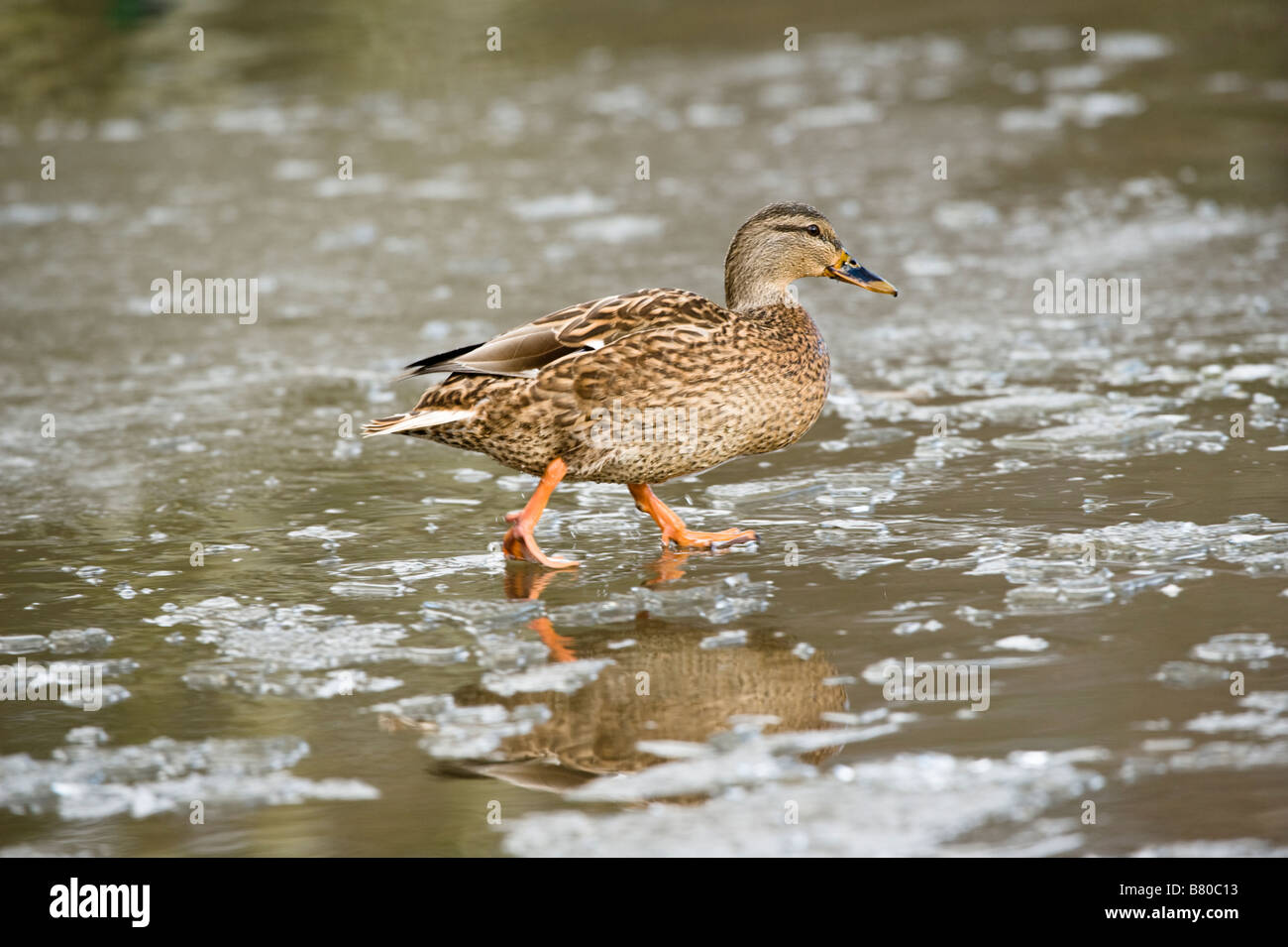 American mallard american mallards hi-res stock photography and images ...