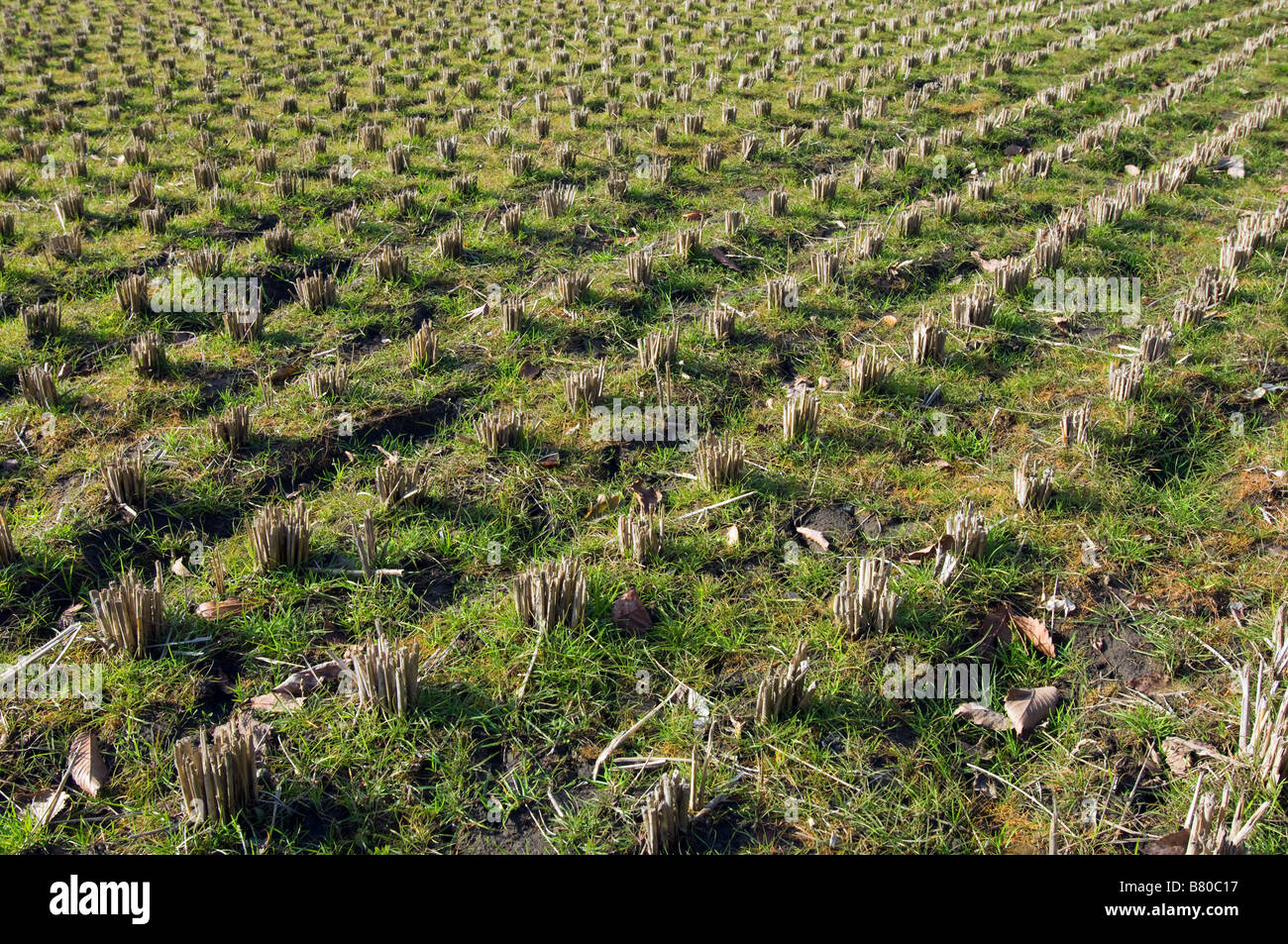 Paddy field after harvesting hi-res stock photography and images - Alamy