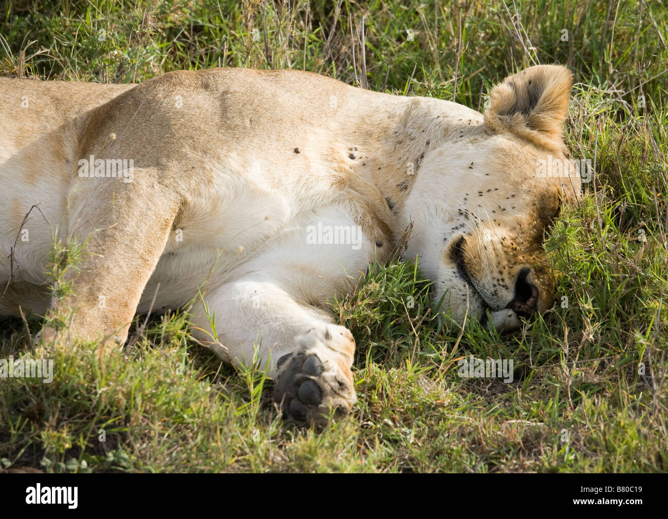 Lioness covered in flies and ticks sleeping in the Masai Mara in Kenya ...
