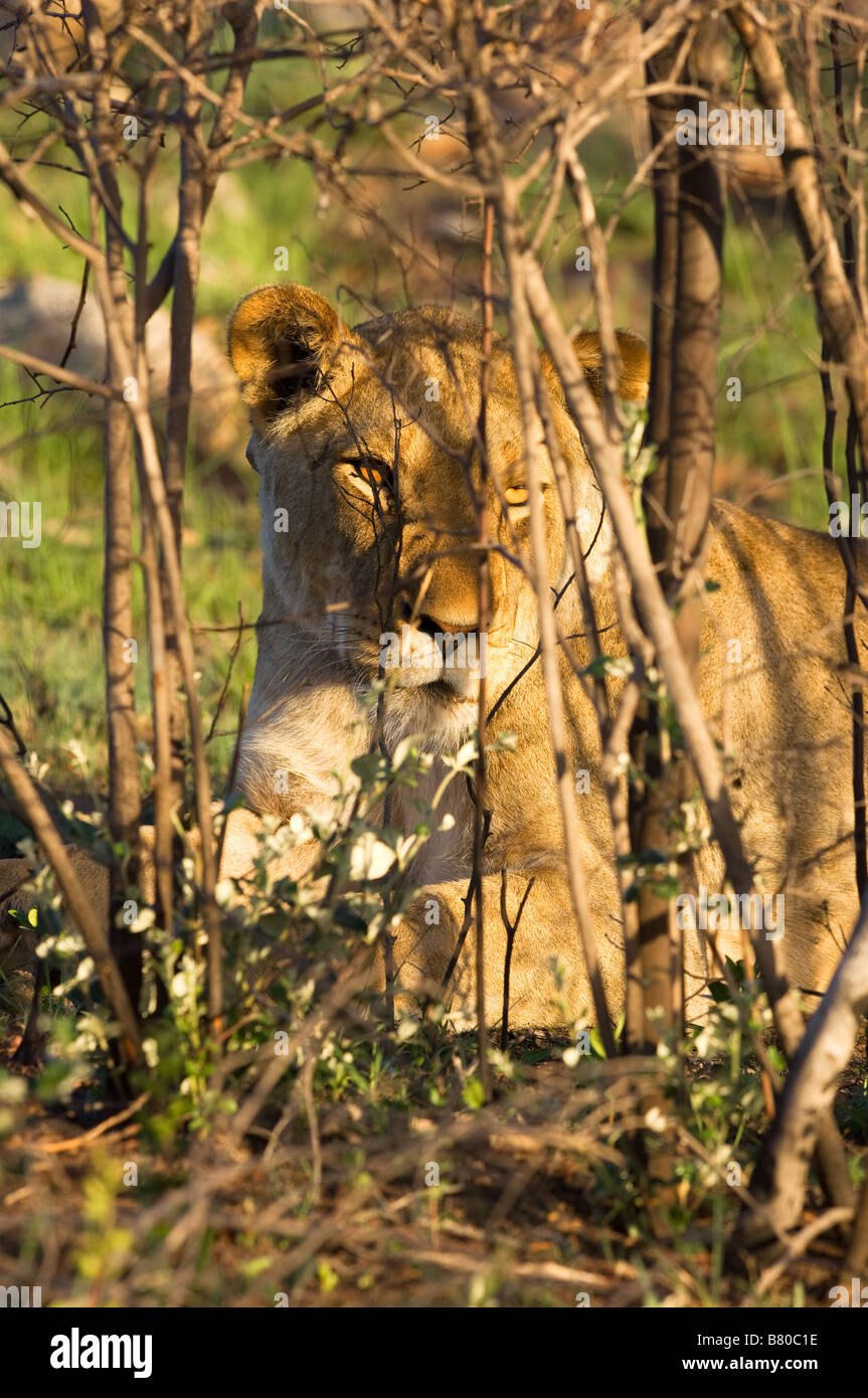 Behind the bush hi-res stock photography and images - Alamy