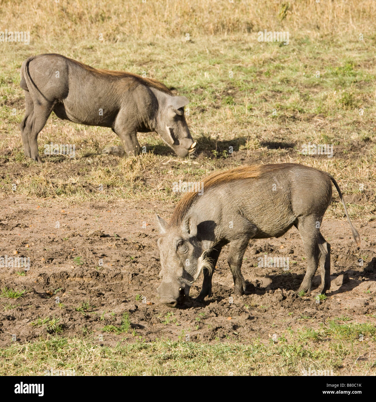 Warthogs on plains hi-res stock photography and images - Alamy