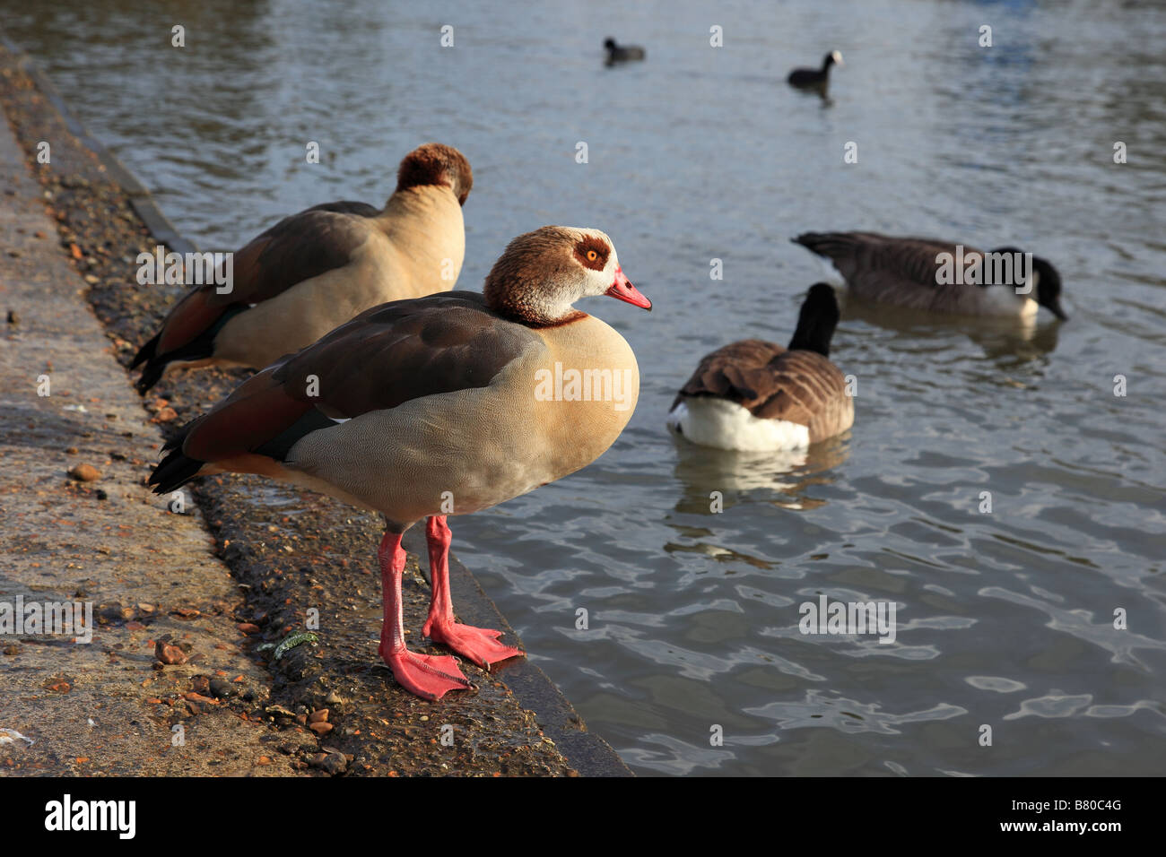 Egyptian geese hi-res stock photography and images - Alamy